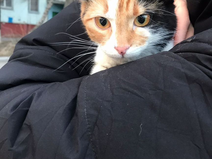Кошка в добрые руки