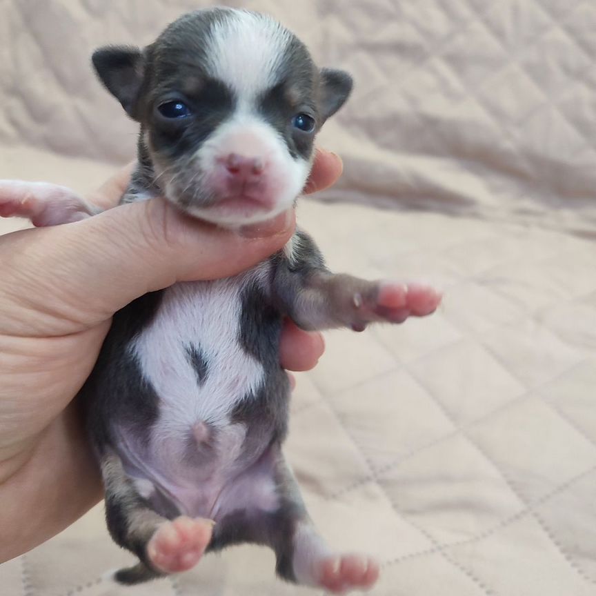 Чихуахуа, щенок