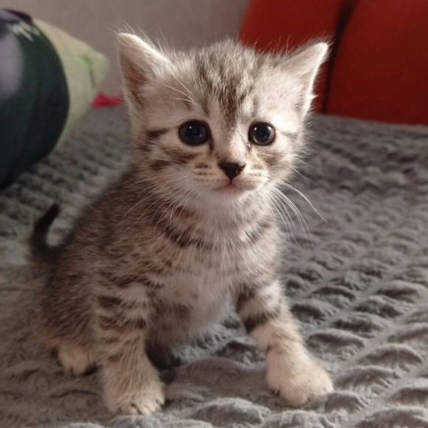 Котята