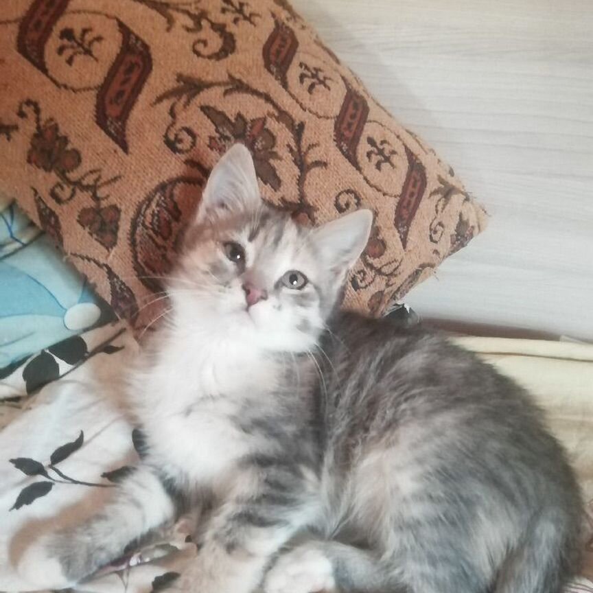 Маленький бездомный котенок ищет дом