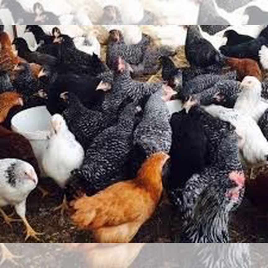 Лучшие курицы от фермера