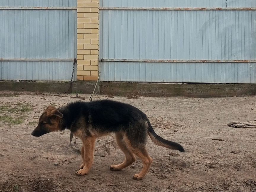 Немецкая овчарка