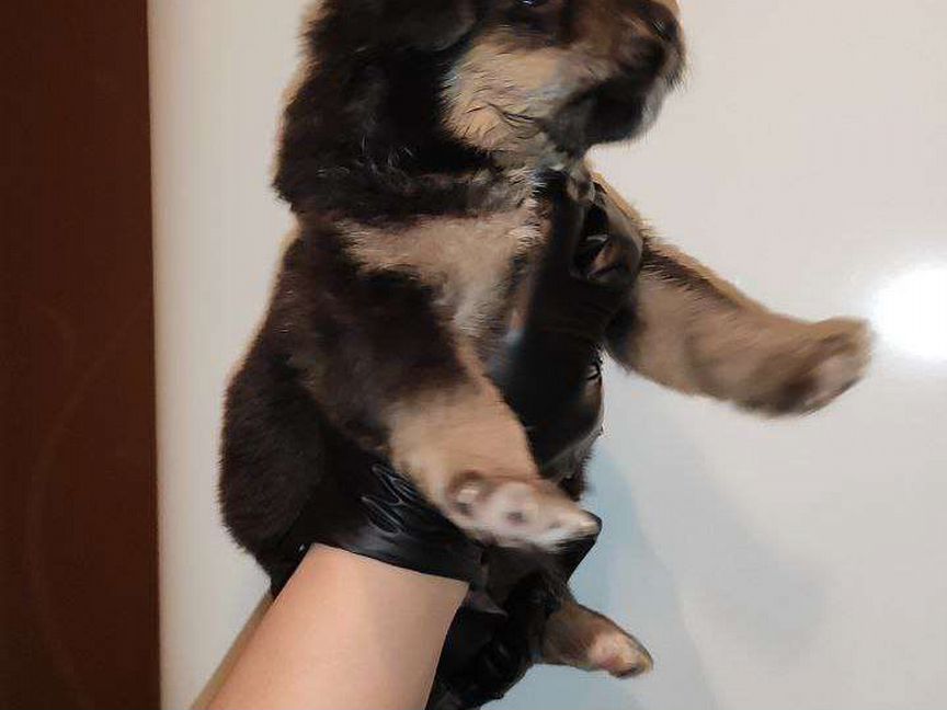 Щенки в добрые руки