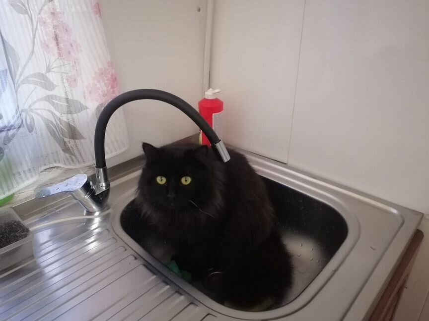 Потерялся кот, черно-шоколадный