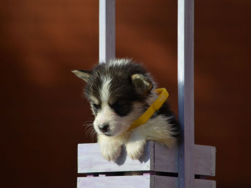 Вельш-корги пемброк девочка