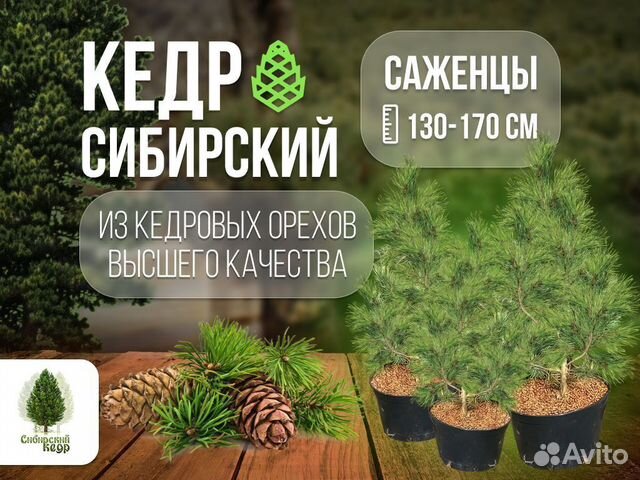Саженцы кедра экстра класс купить в Новосибирске | Товары для дома и ...