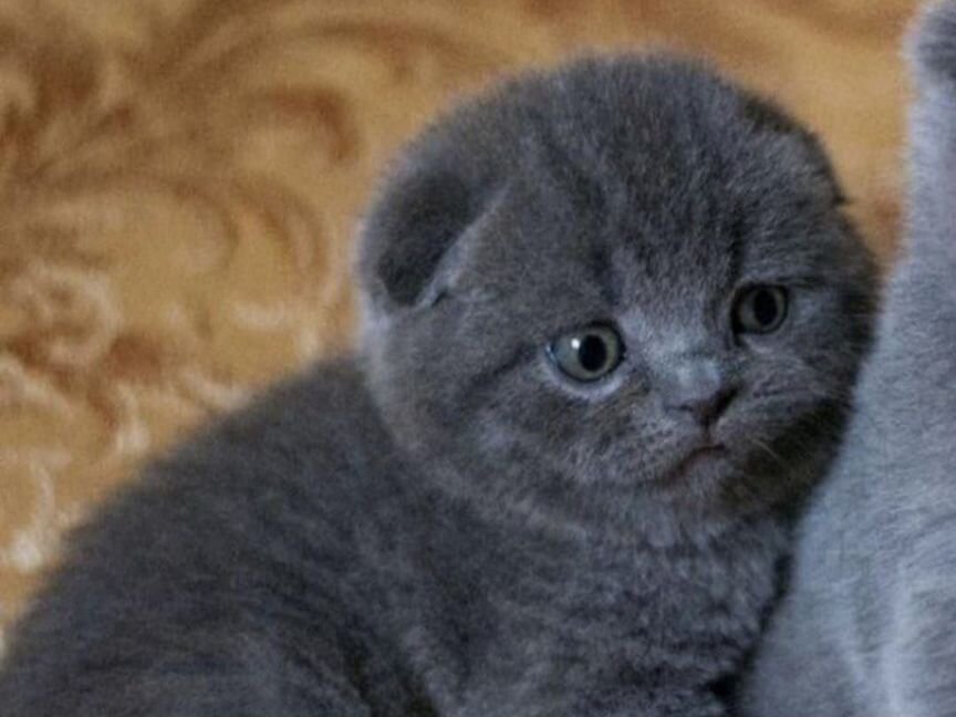 Шотландский плюшевый непоседа