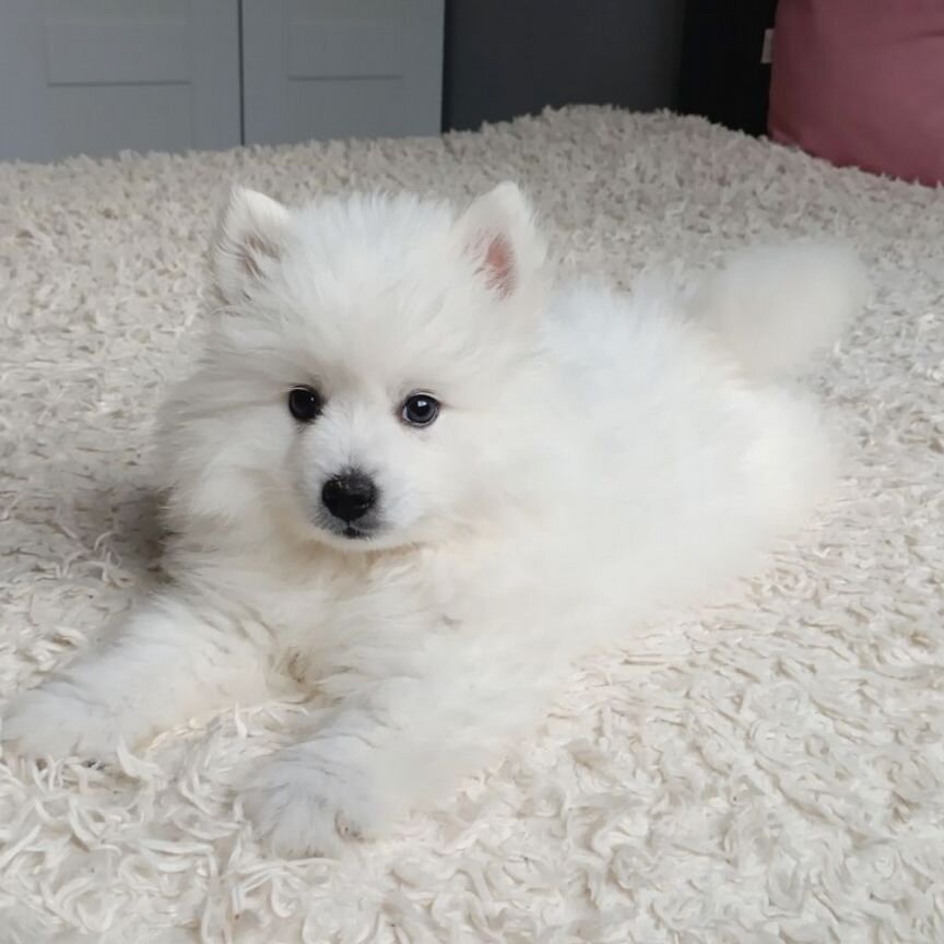 Японский шпиц, щенок