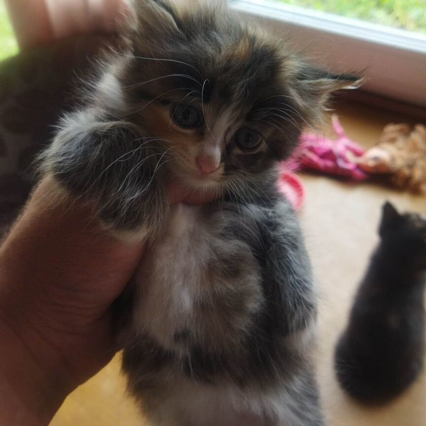 Котята в добрые руки бесплатно