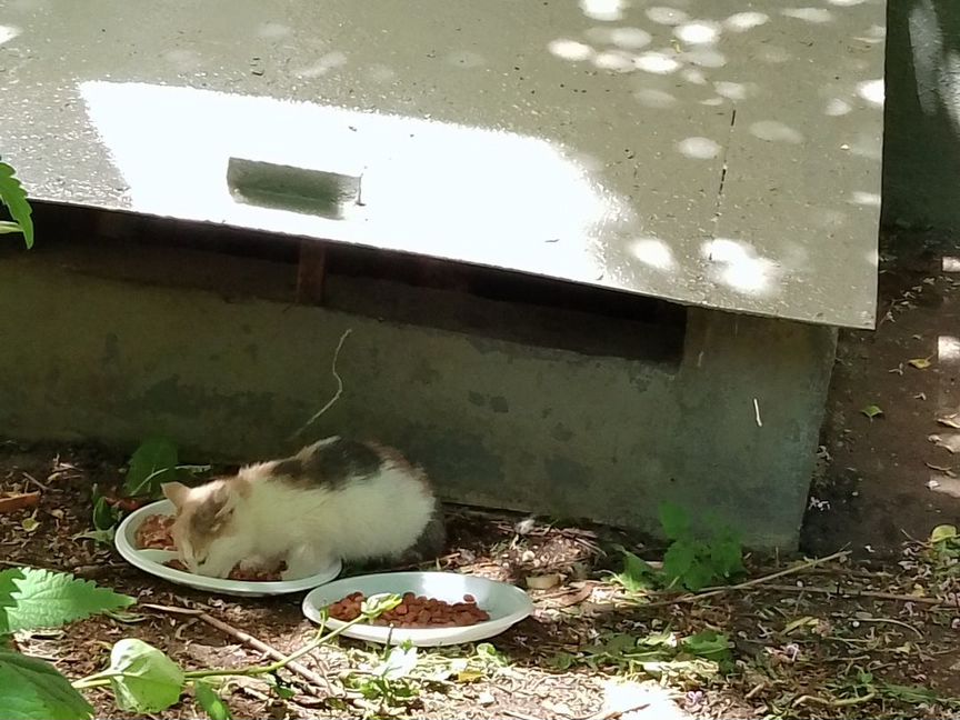 Два котёнка в добрые руки