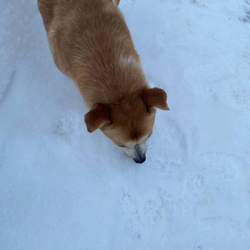 Собака в добрые руки отдам бесплатно