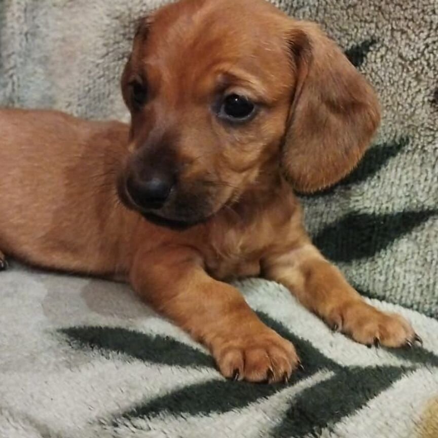 Такса, щенок