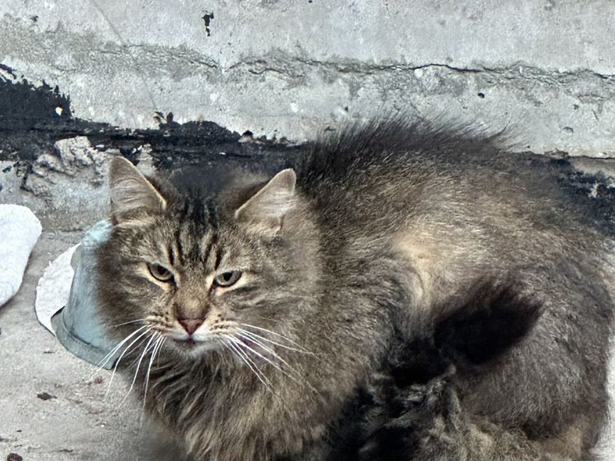 Нейдена домашняя кошка