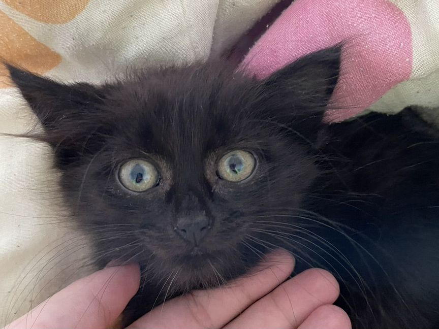 Отдам котенка Чубасю в добрые руки
