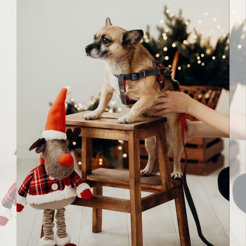 Взрослый пёс в добрые руки