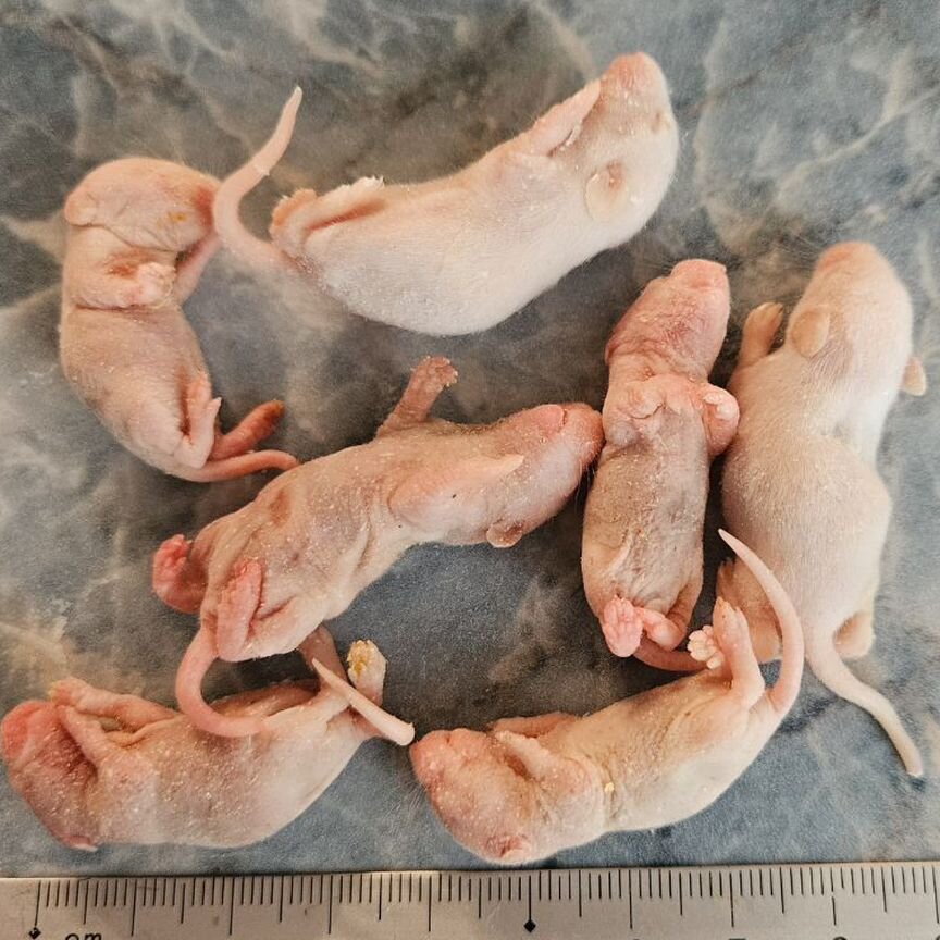 Корм для змей