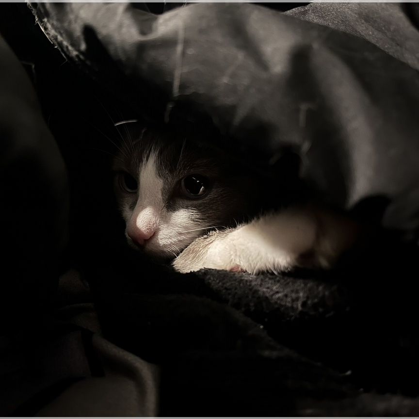 Сибирский, взрослый кот