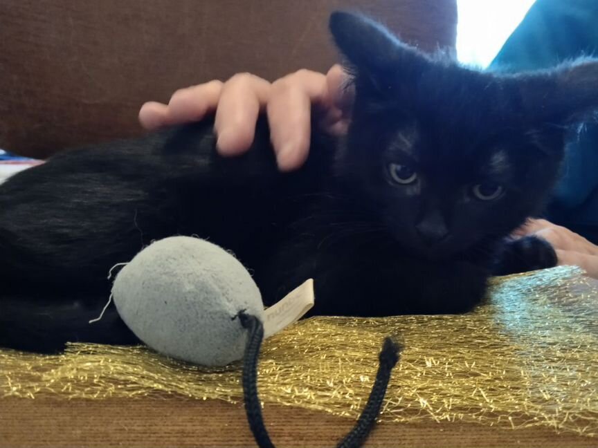 Кошка в дар