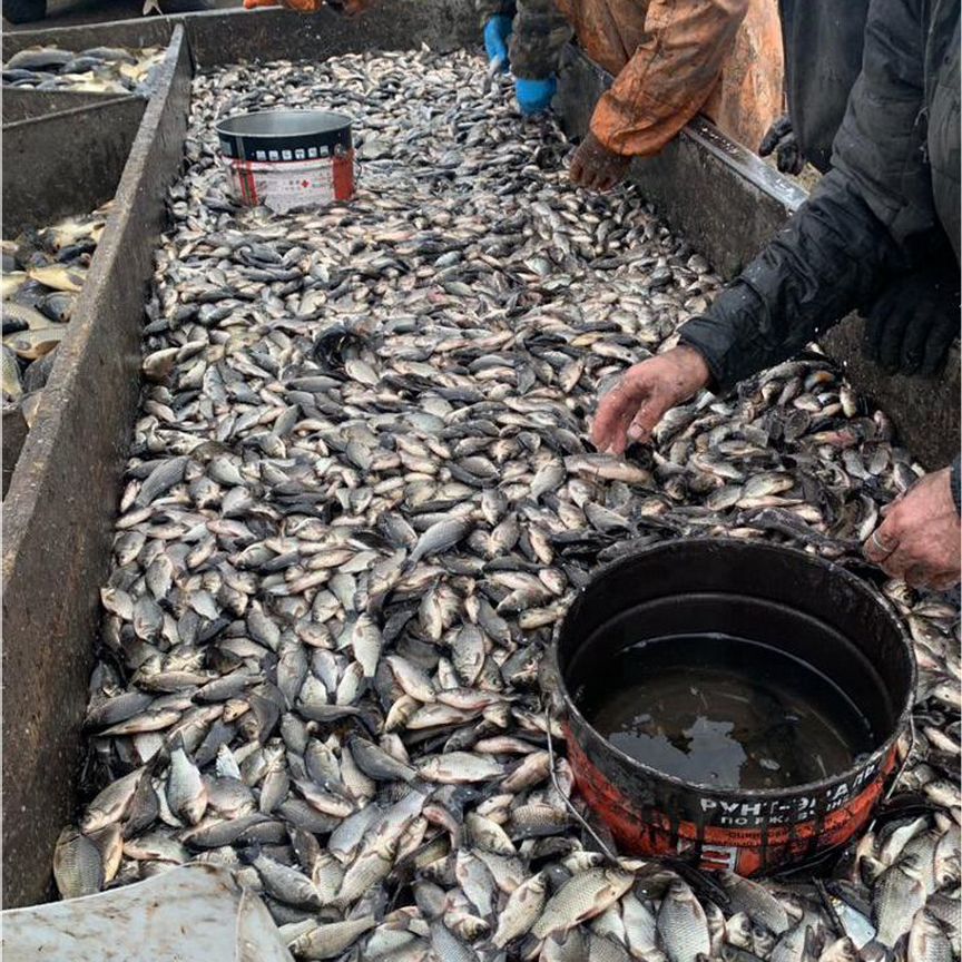 Карась живец