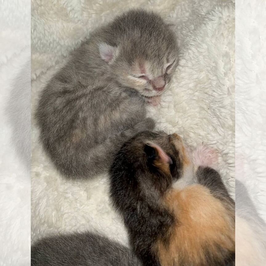 Отдам котят в добрые руки