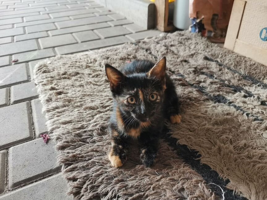 Кошки в добрые руки бесплатно