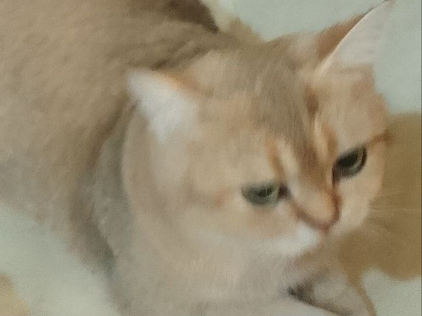 Кошка