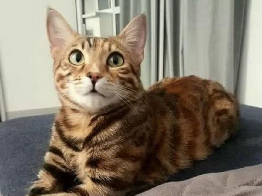 Бенгальская кошка