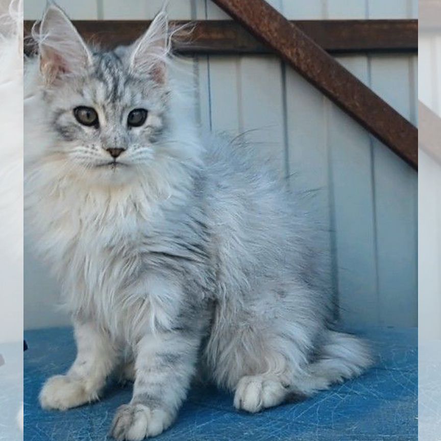 Мейн-кун котёнок