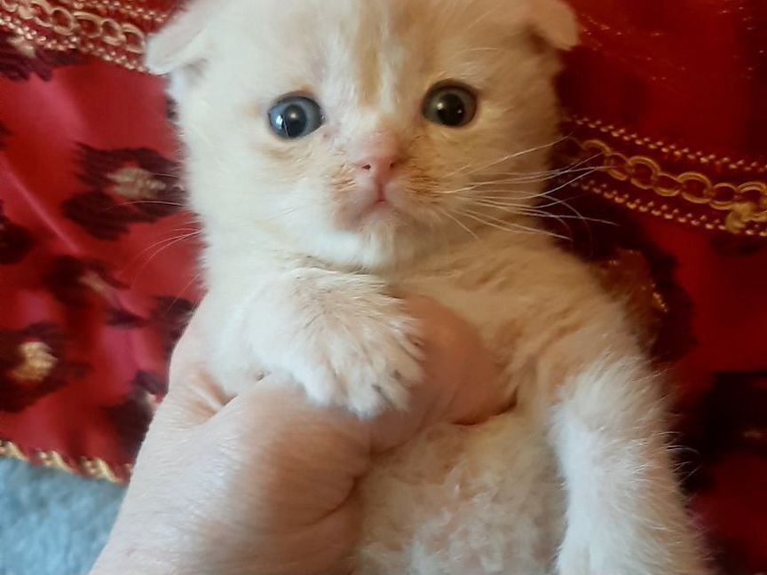 Шотландский котик