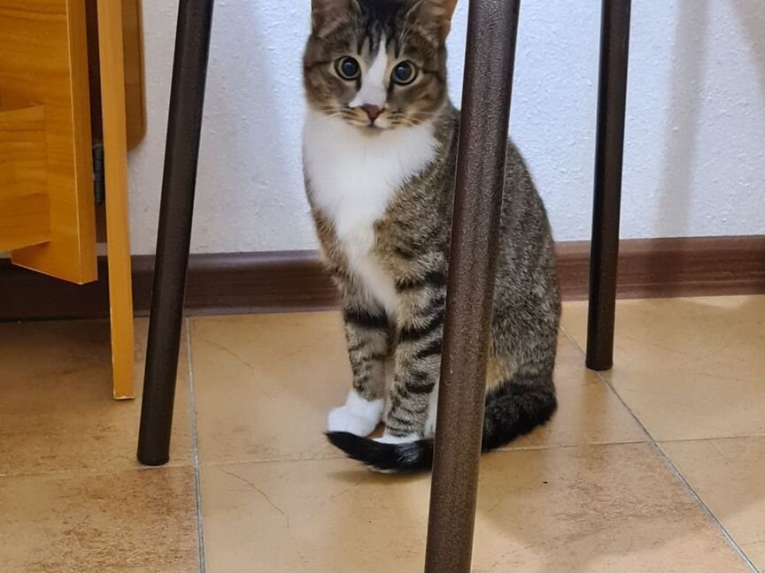 Ищем новых хозяев