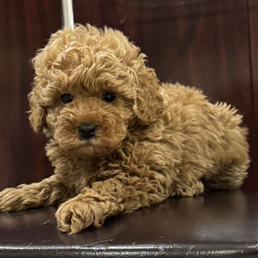 Мальтипу, щенок