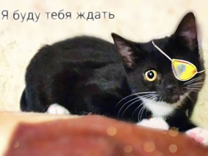 Котенок ищет дом