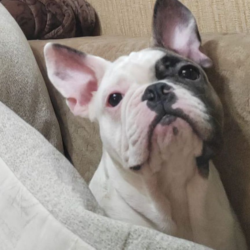 Продам щенка маленькой породы