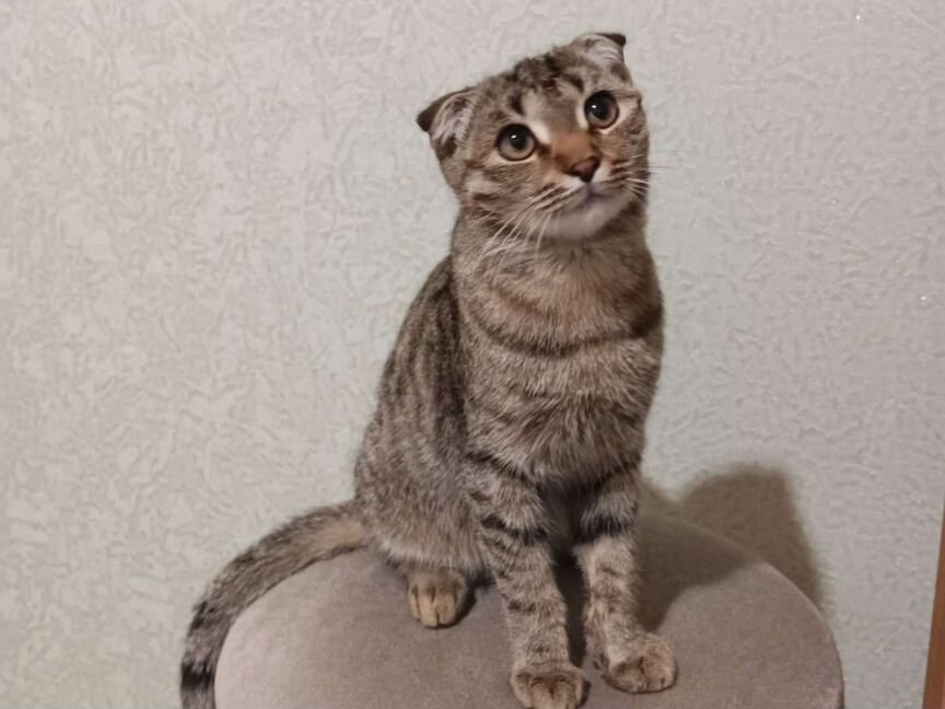 Молоденький котик 10 мес