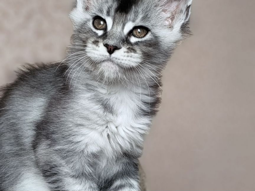 Лучшие котята Мейн кун