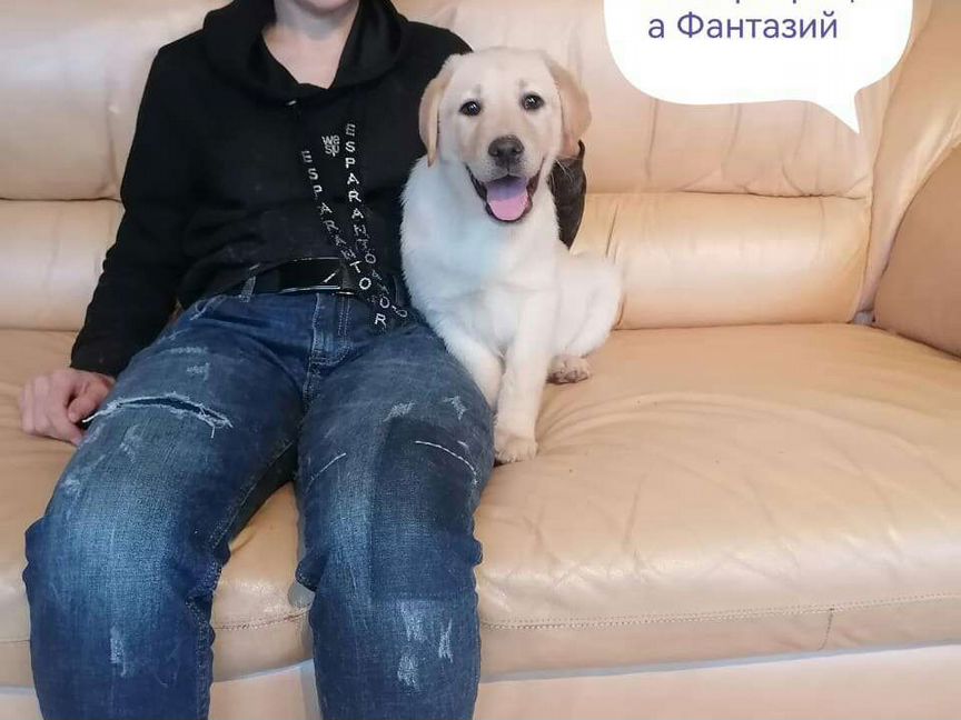 Детки Лабрадор-ретривер