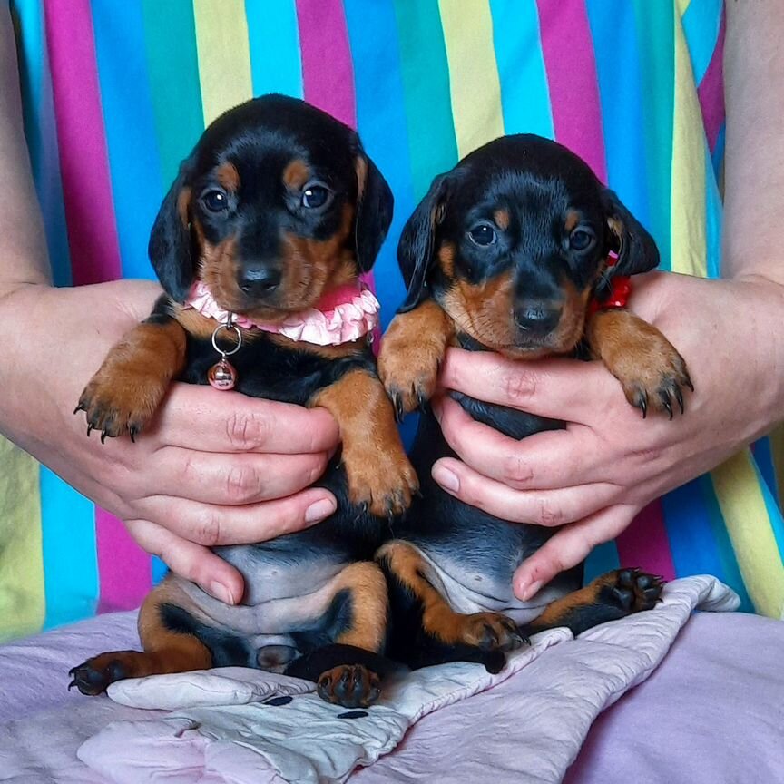 Красивые щенки таксы