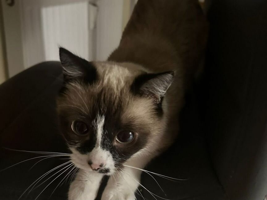 Кошка Сноу шу ищет кота для вязки. Ласковая