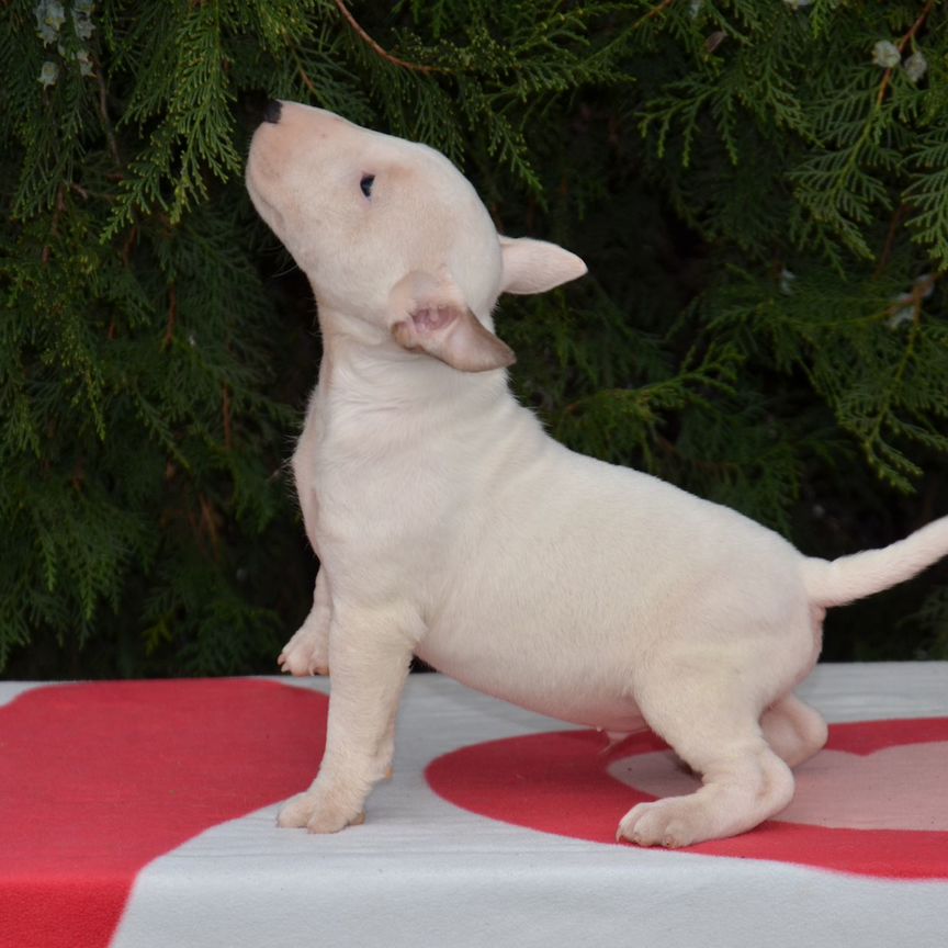 Миниатюрный бультерьер