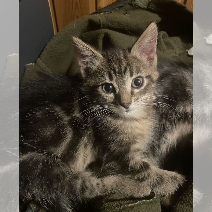 Котёнок в добрые руки