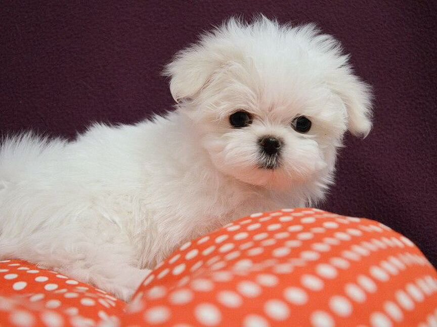 Красавица Бэтти. щенки Мальтезе