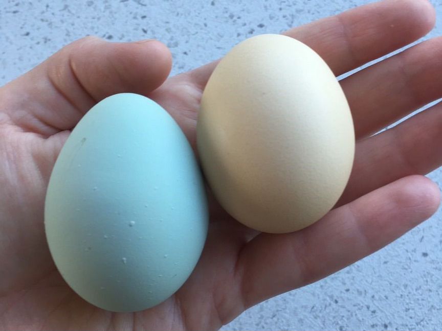 Домашние яйца, Инкубаторские яйца