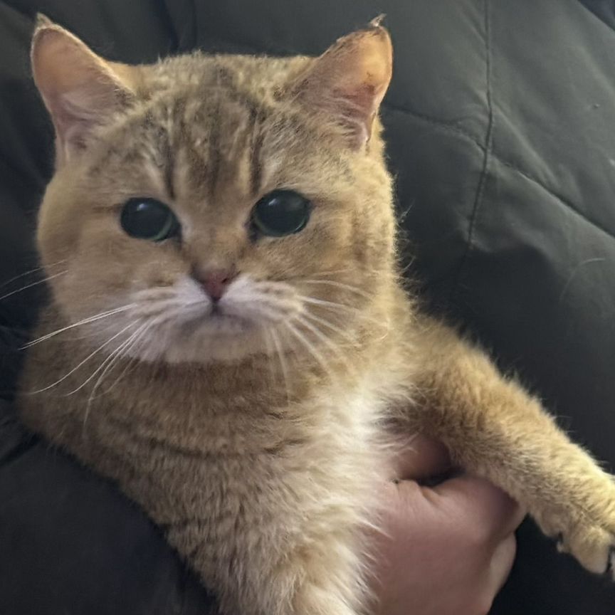 Британская короткошёрстная, взрослая кошка