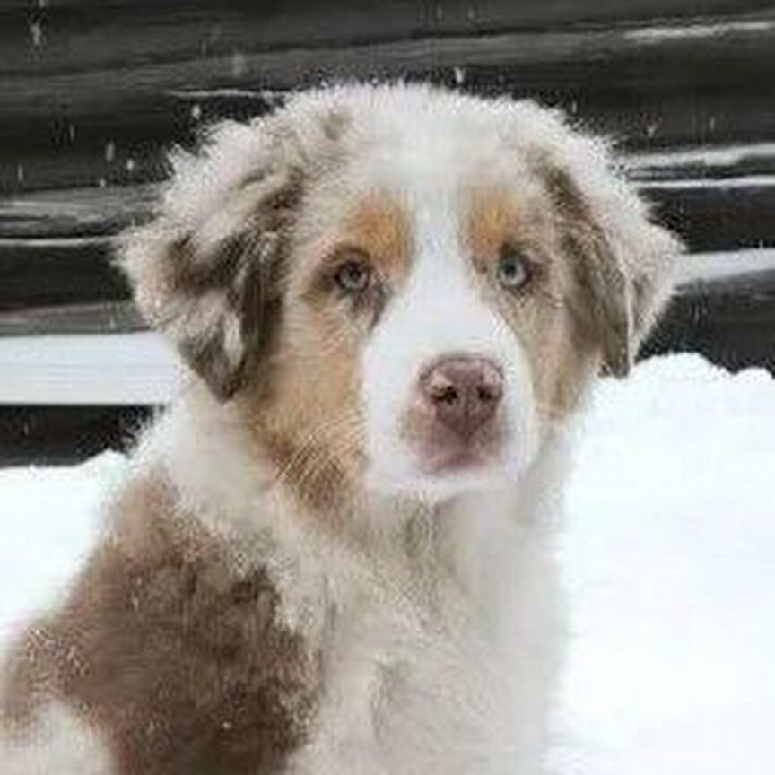 Австралийская овчарка, щенок