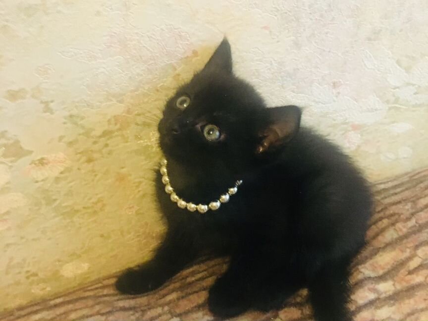 Кошечка малышка