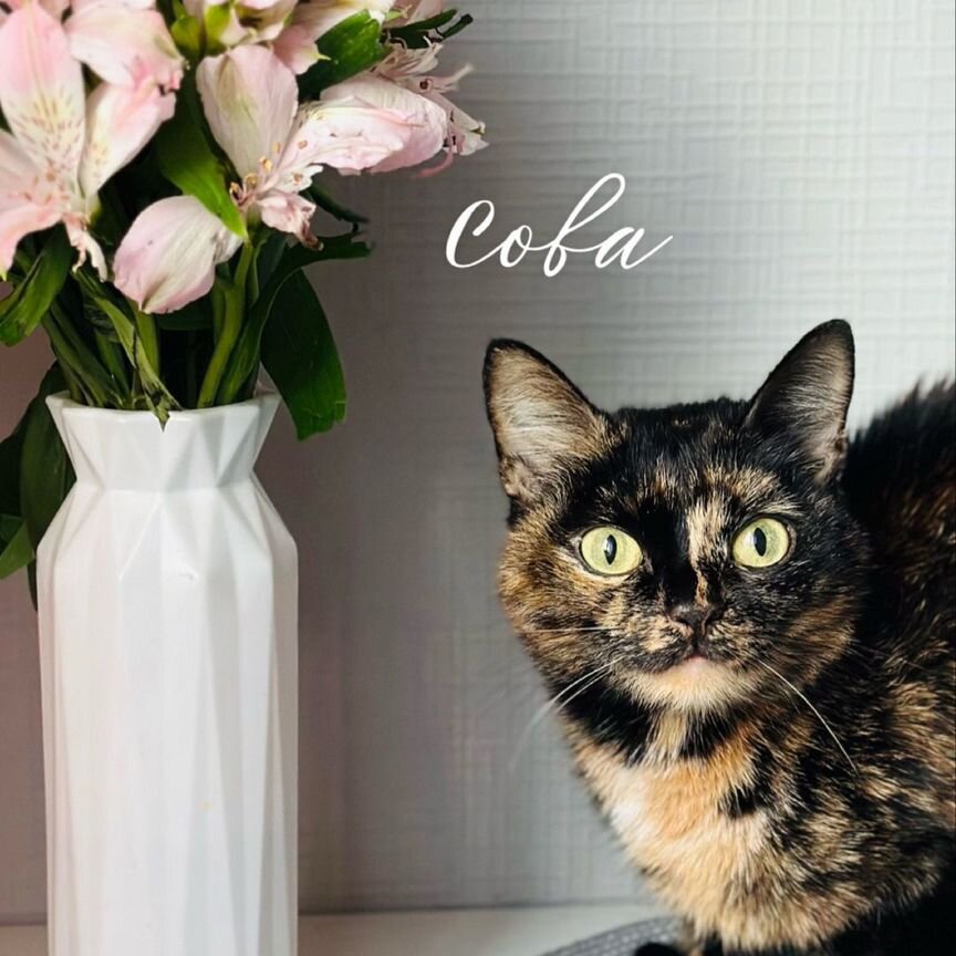 Маленькая кошечка Совушка ищет семью