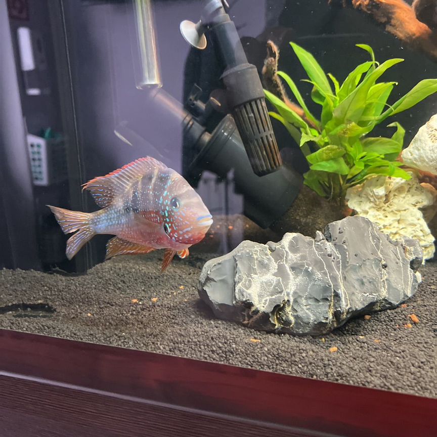 Цихлозома элиота