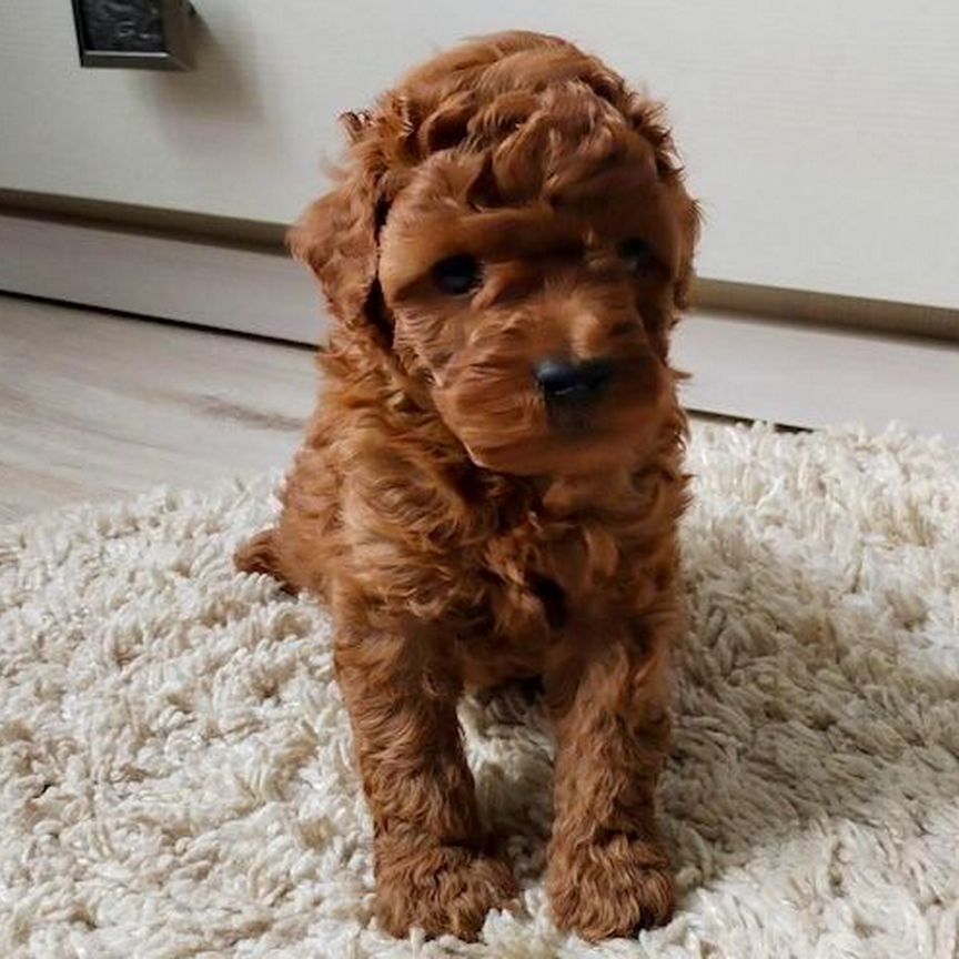 Той-пудель, щенок