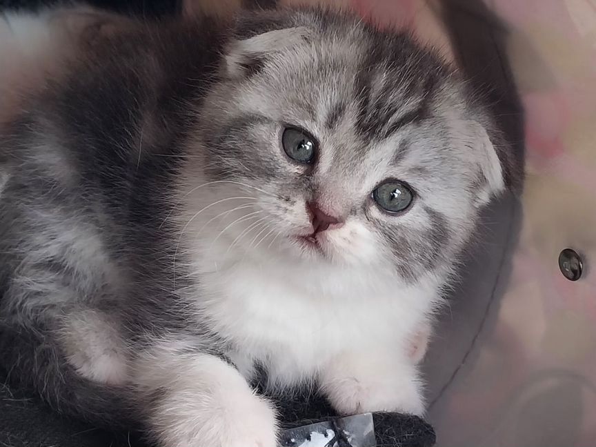 Котята шотландские