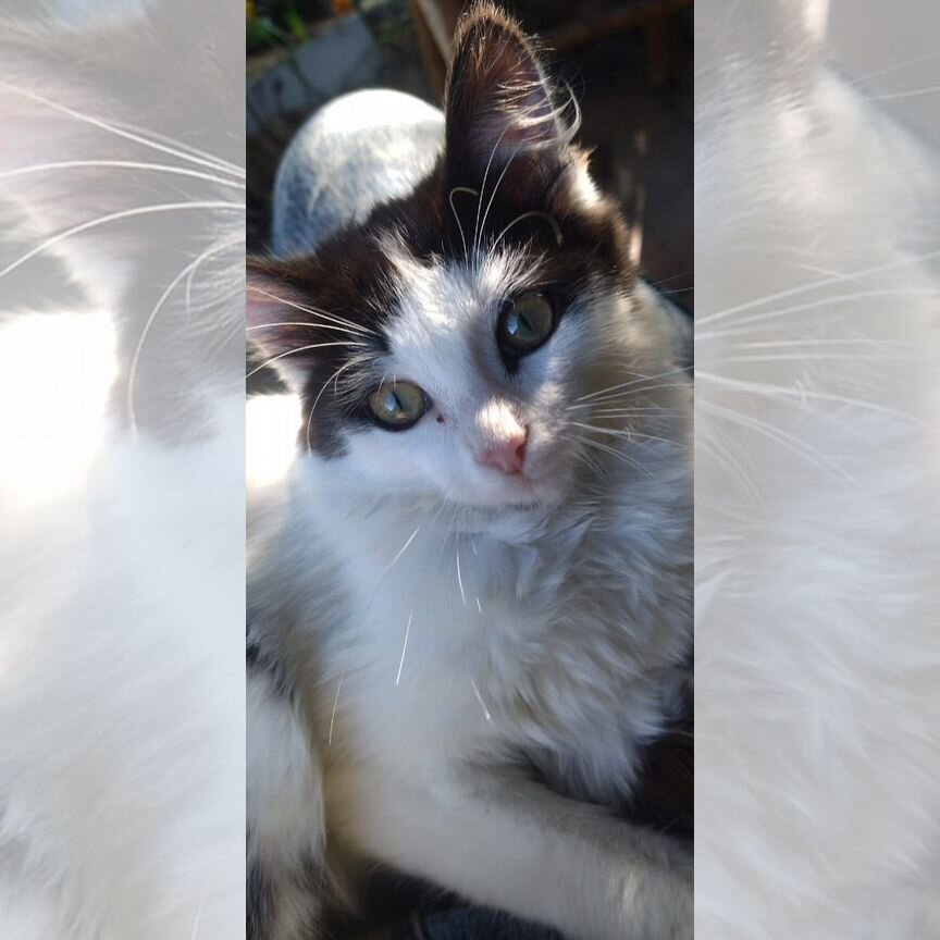 Котенок девочка